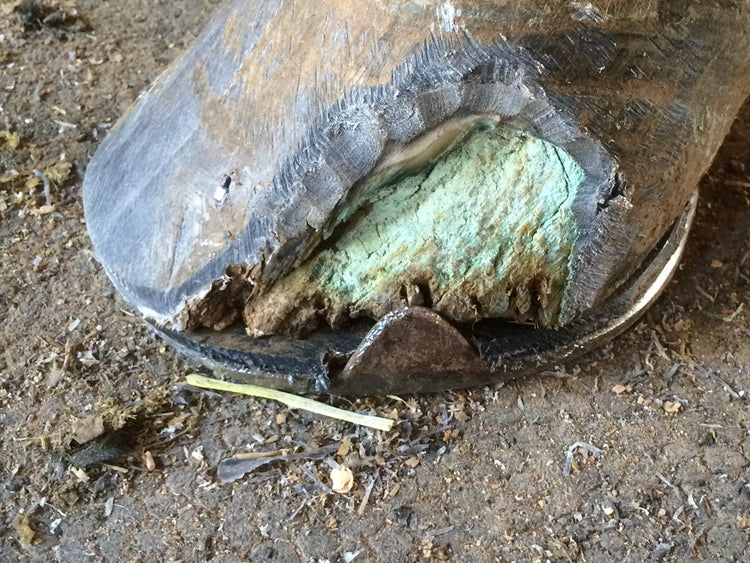 B Gone Animal Care Products – B Gone White Line