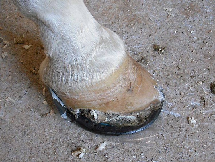 B Gone Animal Care Products – B Gone White Line